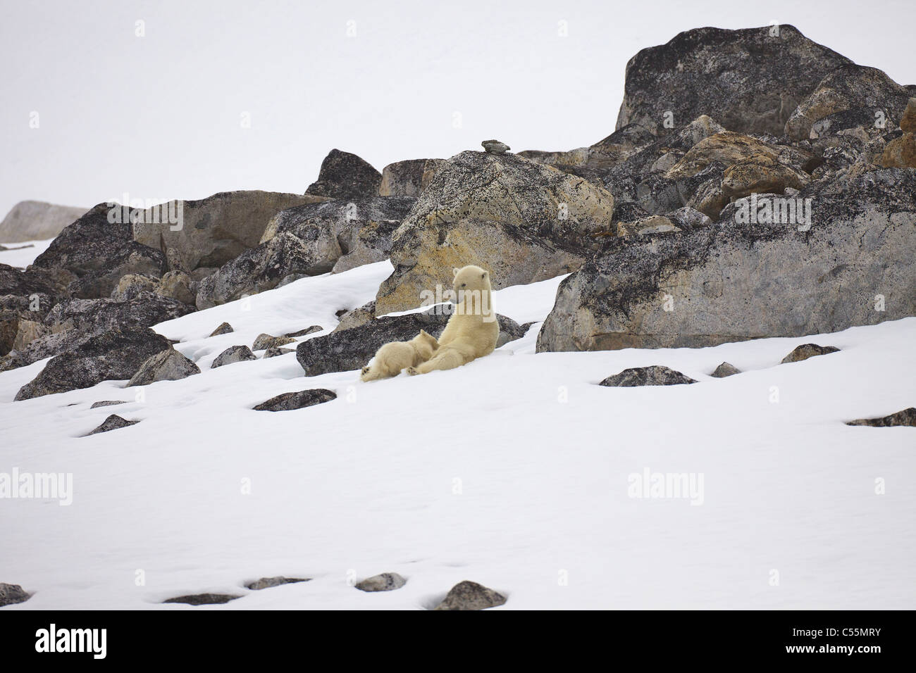Nursing polar bear cub hi-res stock photography and images - Alamy Nursing polar bear cub hi-res stock photography and images - Alamy