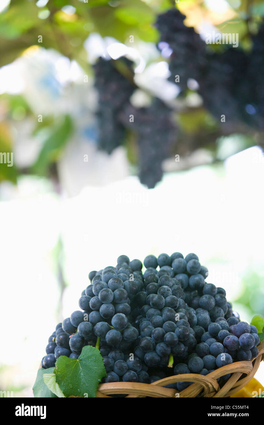 full basket of grapes Stock Photo - Alamy