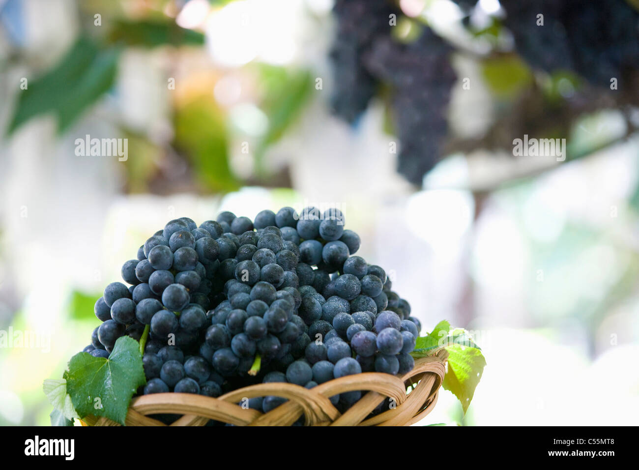 full basket of grapes Stock Photo - Alamy