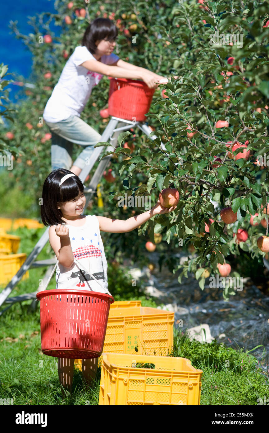 people pick apples Stock Photo - Alamy