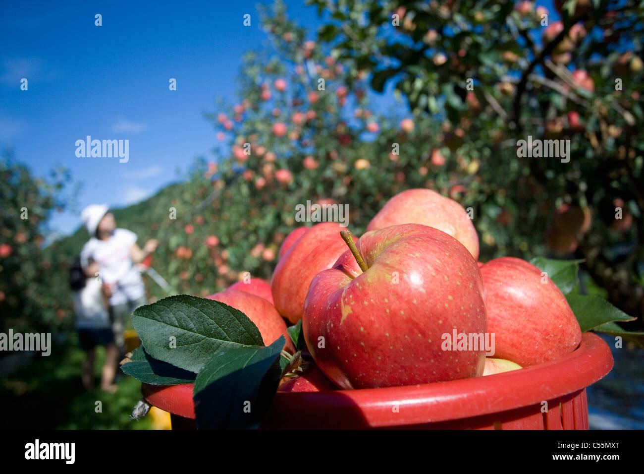 full basket of apples Stock Photo - Alamy