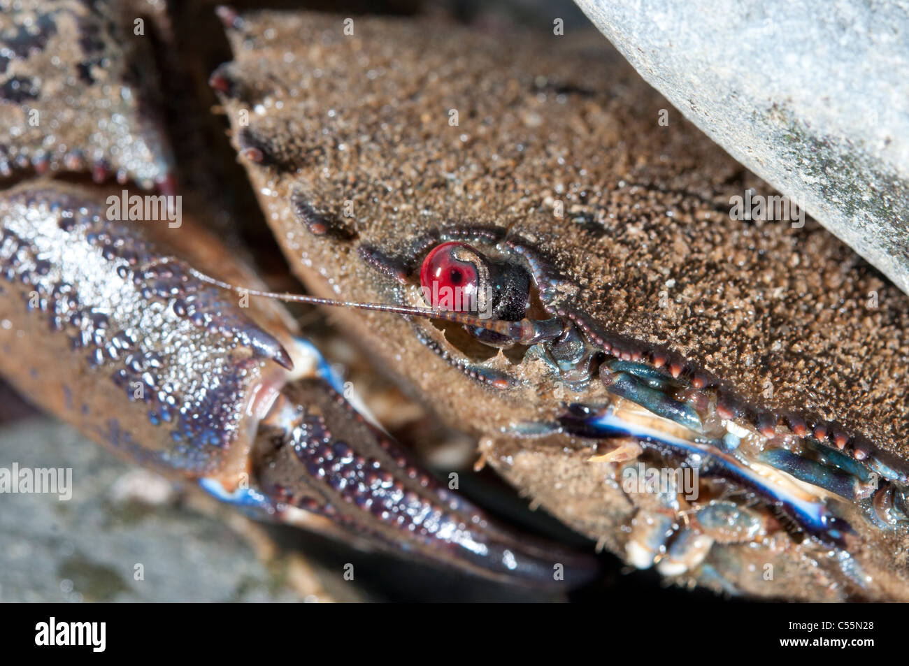 Red swimming crab hi-res stock photography and images - Alamy