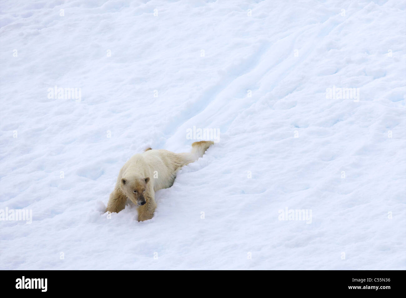 Polar bear sliding hi-res stock photography and images - Alamy