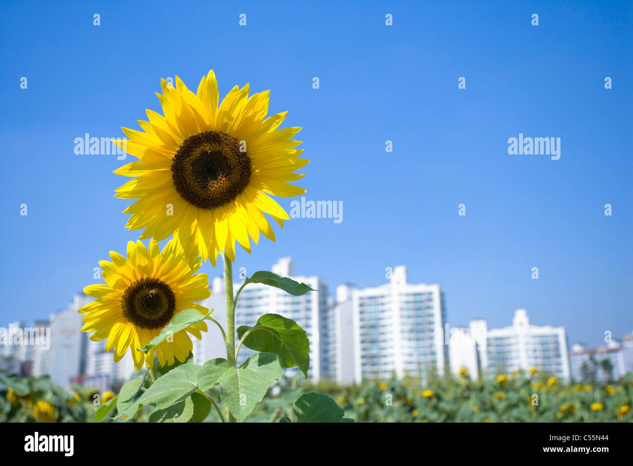 Sunflower structure hi-res stock photography and images - Alamy