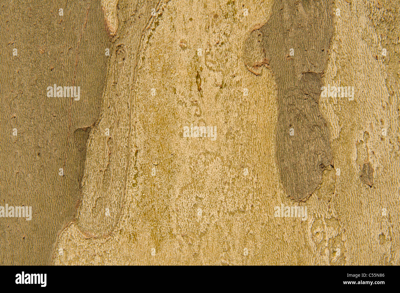 texture of plane tree or Planetree (Platanus Stock Photo - Alamy