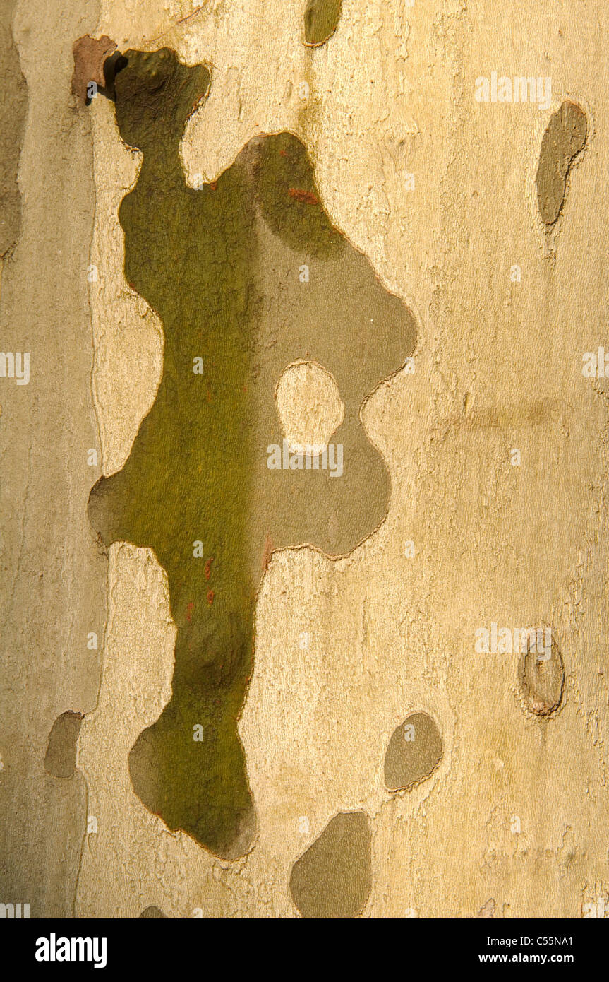 texture of plane tree or Planetree (Platanus Stock Photo - Alamy