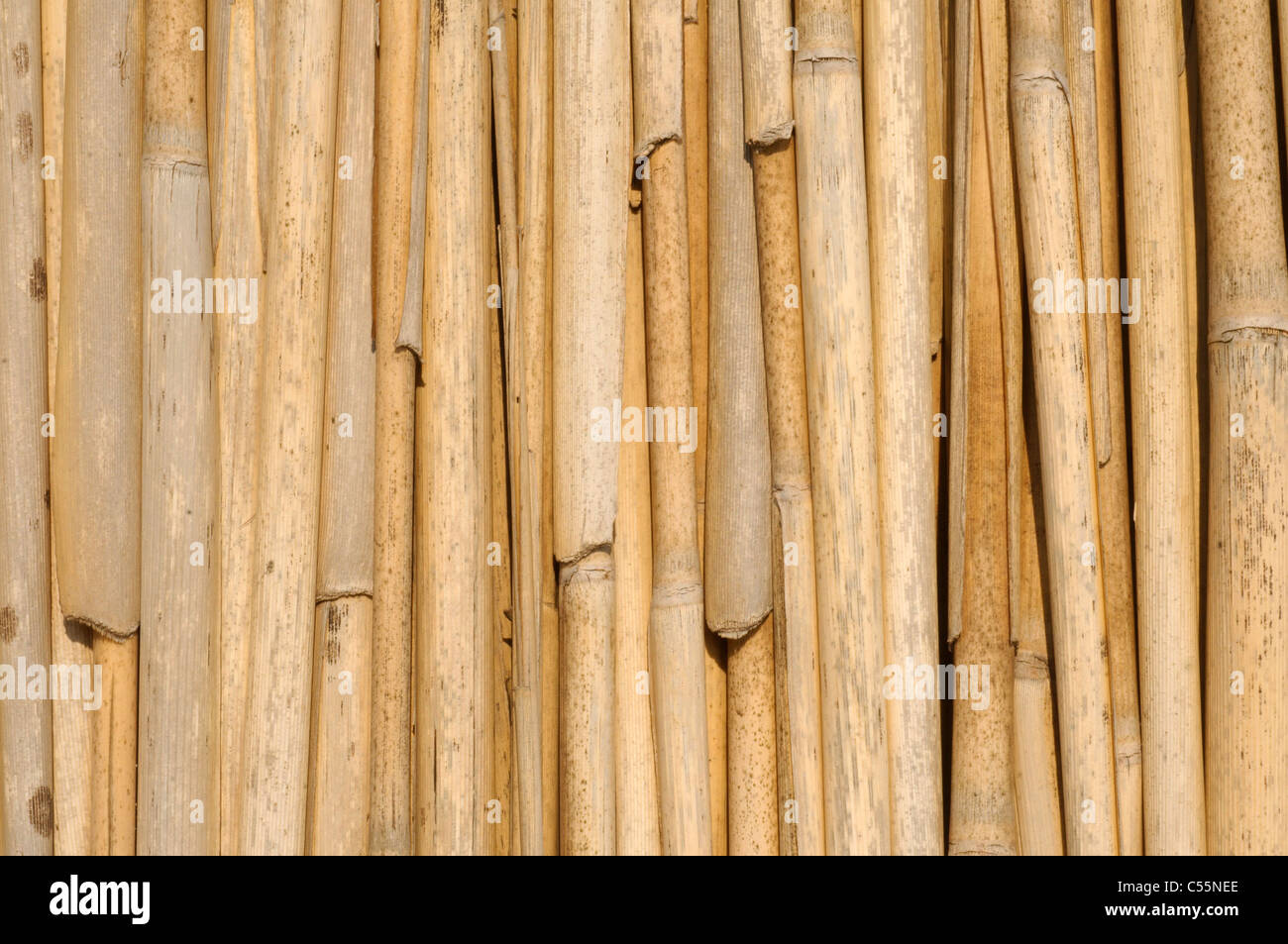 a reed structure Stock Photo - Alamy