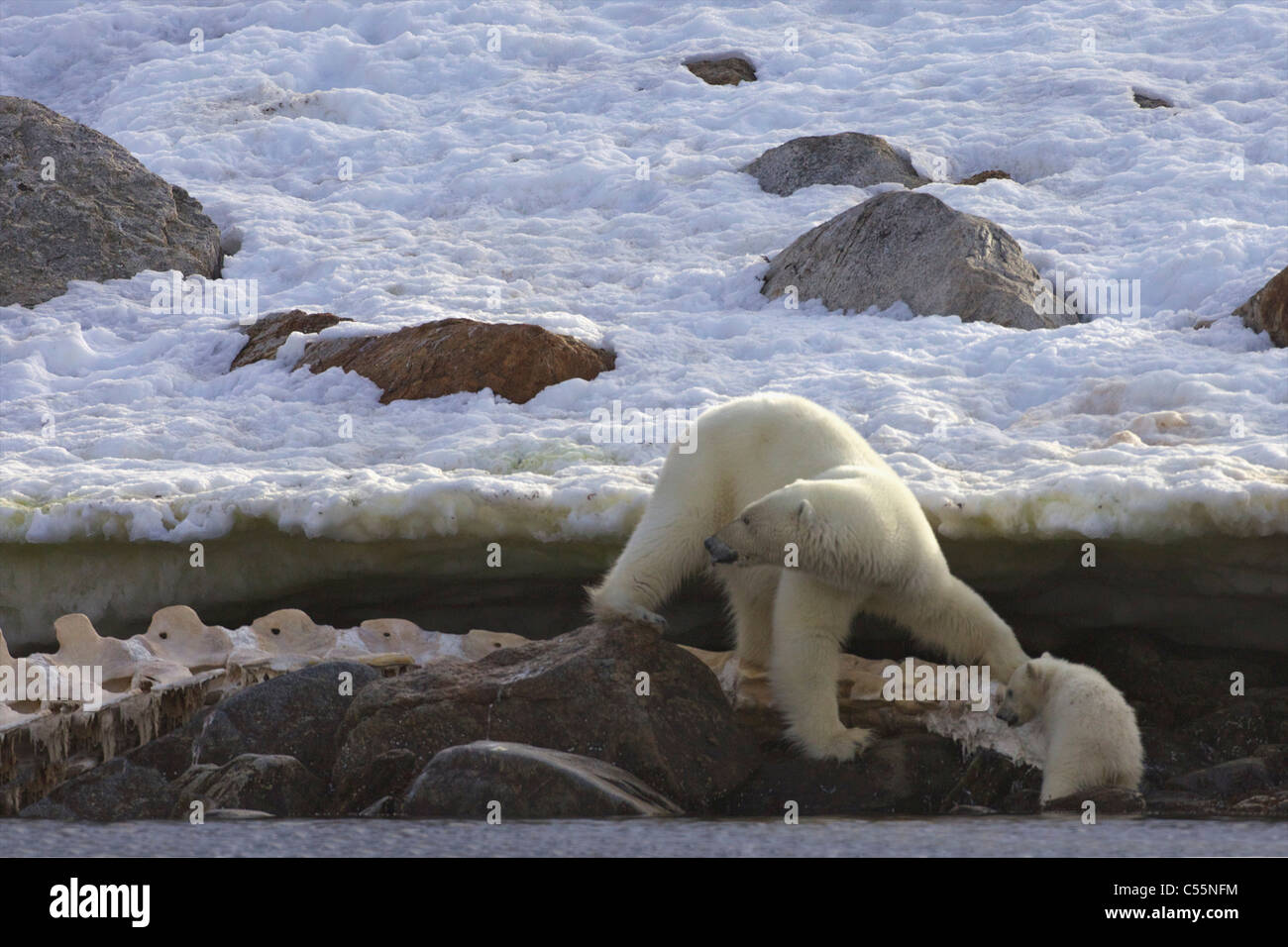 Polar bear eating cub hi-res stock photography and images - Alamy