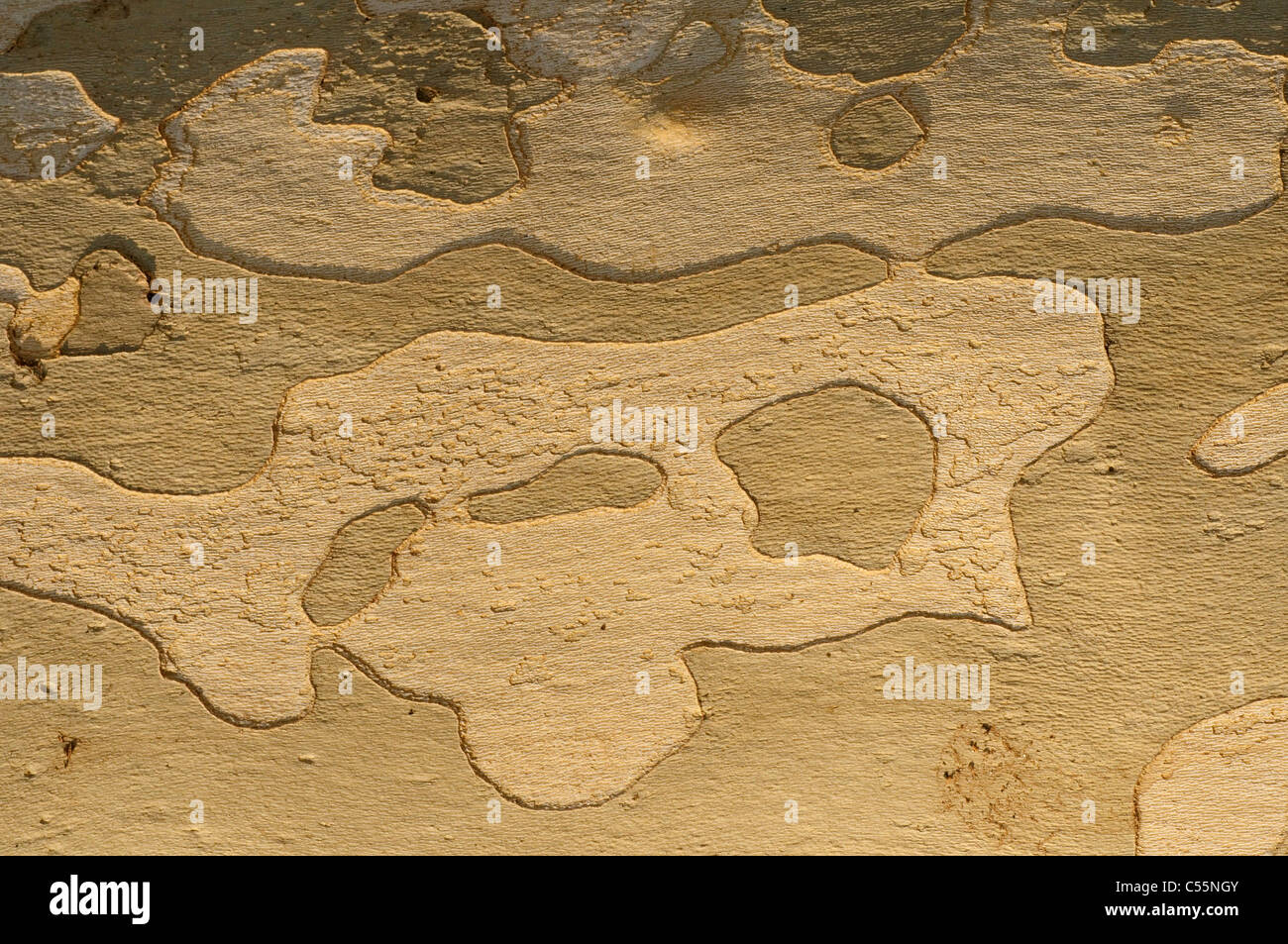 texture of plane tree or Planetree (Platanus Stock Photo - Alamy