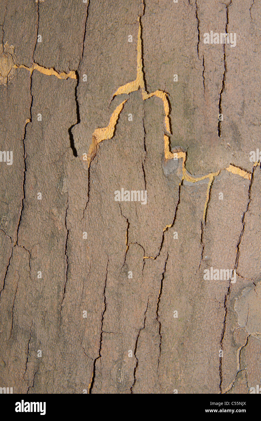 Tree structure hi-res stock photography and images - Alamy