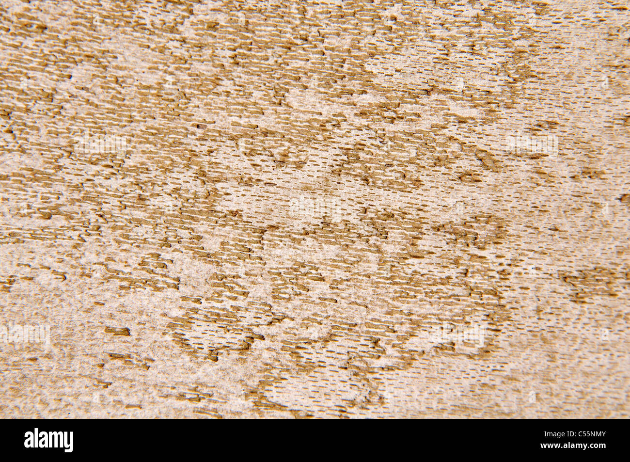 texture of plane tree or Planetree (Platanus Stock Photo - Alamy