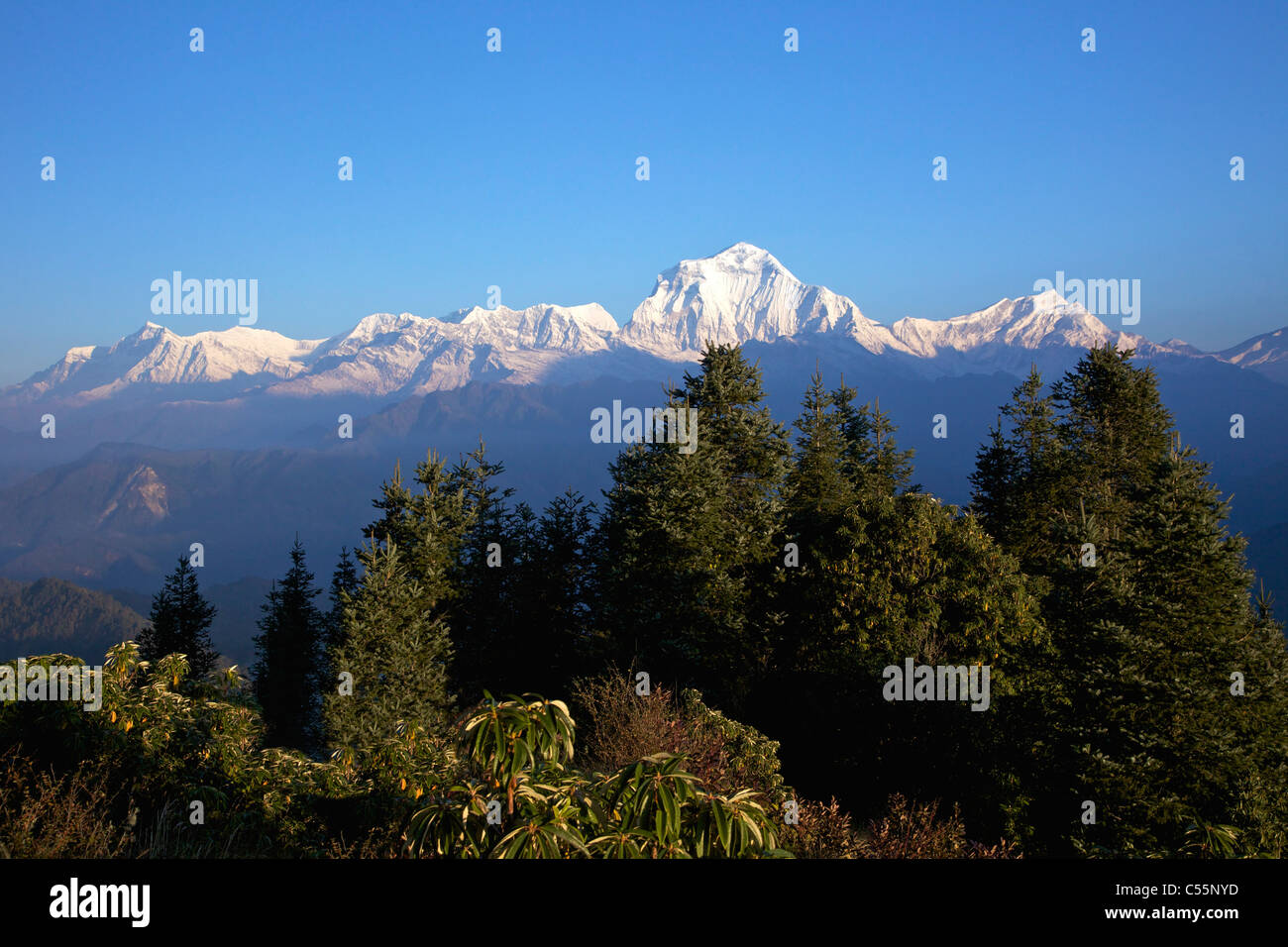 Trees in a forest with mountain range in the background, Dhaulagiri ...