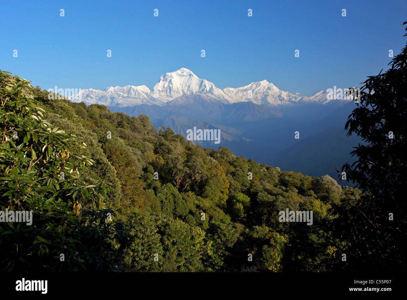 Trees in a forest with mountain range in the background, Dhaulagiri ...