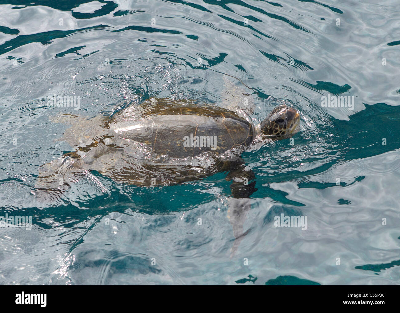 Adult turtle hi-res stock photography and images - Alamy