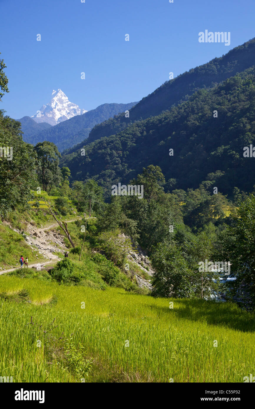 Trees in a valley, Modi River Valley, Machhapuchhare, Annapurna ...