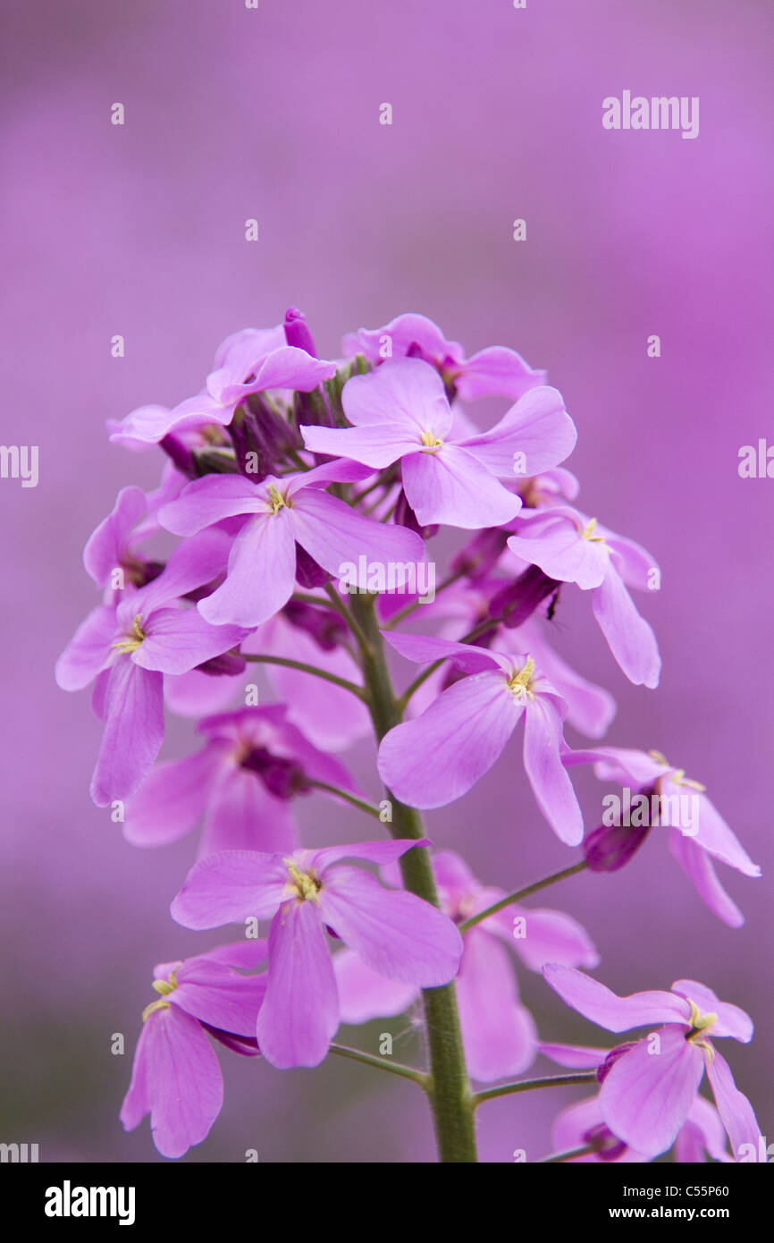 Hesperis matronalis, sweet rocket Stock Photo - Alamy