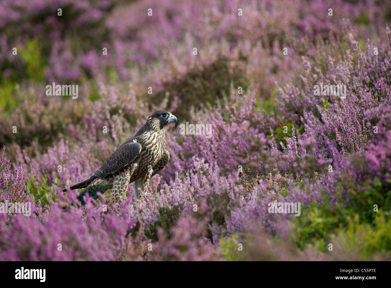 Peregrine falcon (Falco peregrinus) in a field of heather, Loughborough ...