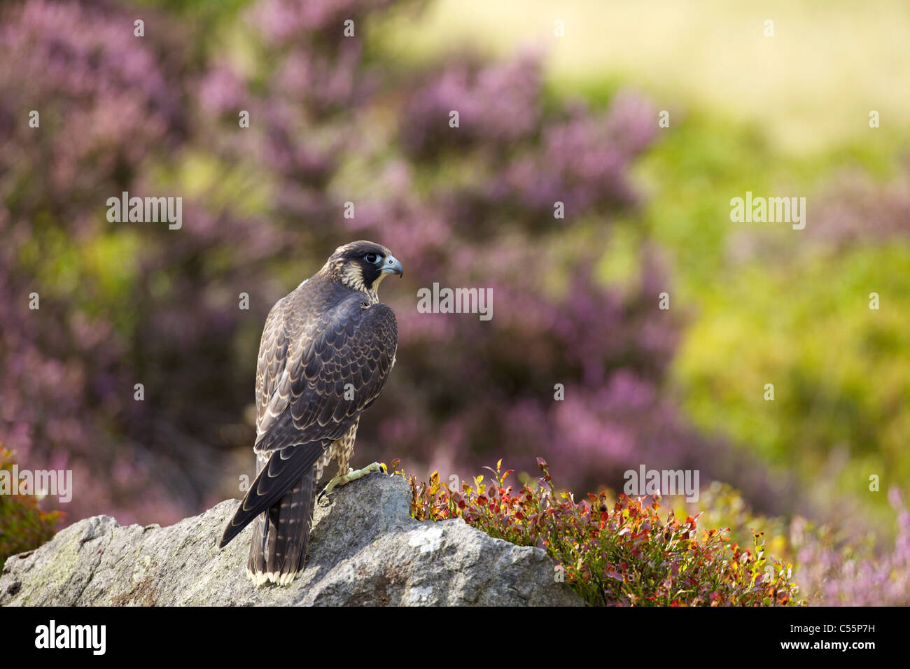The great peregrine falcon hi-res stock photography and images - Alamy