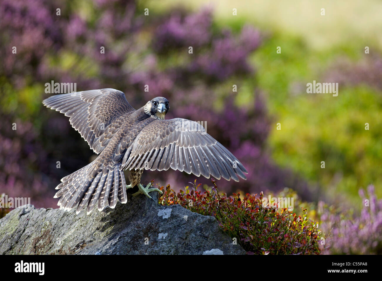 Peregrine falcon (Falco peregrinus) perching on a rock, Loughborough ...