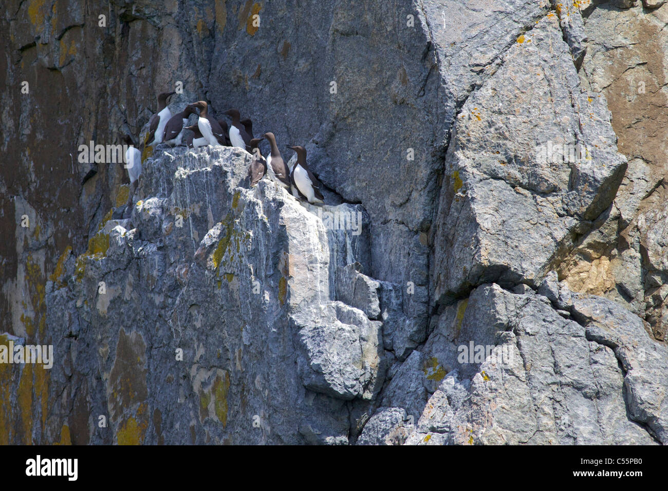 Flock of Common murres (Uria aalge) nesting on rocks, Ramsey Island ...