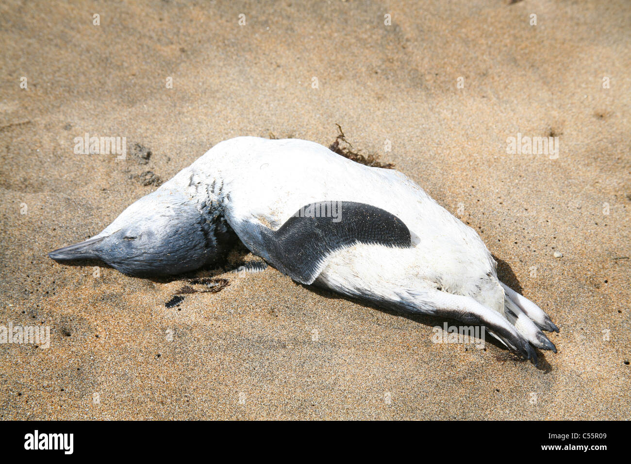 Dead Fairy Penguin on the beach at Burnie Tasmania Stock Photo - Alamy