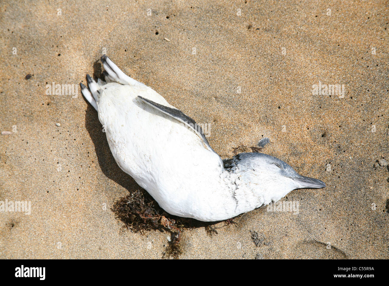 Dead Fairy Penguin on the beach at Burnie Tasmania Stock Photo - Alamy