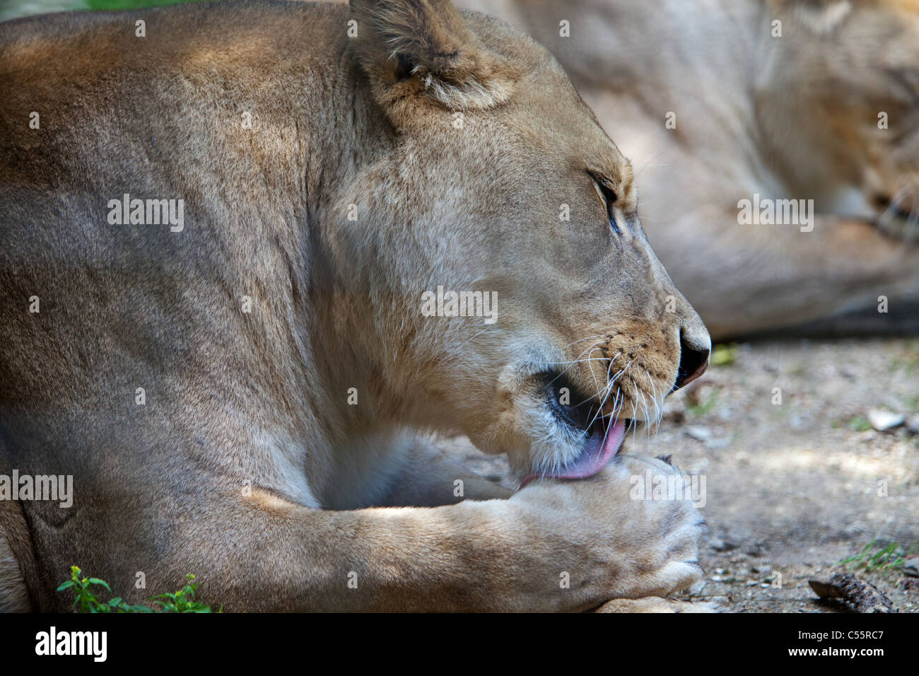 The Barbary or Atlas lion is the largest subspecies of lion. A male can ...