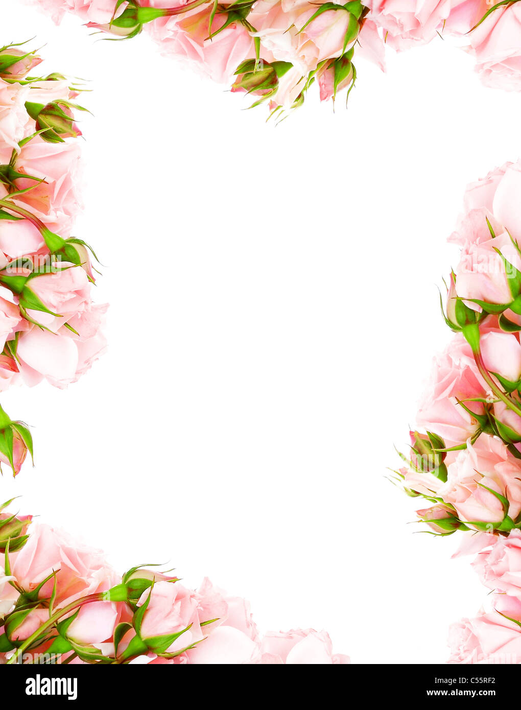 Fresh pink roses frame border isolated on white background Stock Photo ...