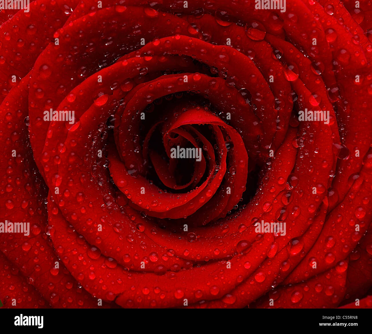 Red wet rose background with dew drops Stock Photo - Alamy