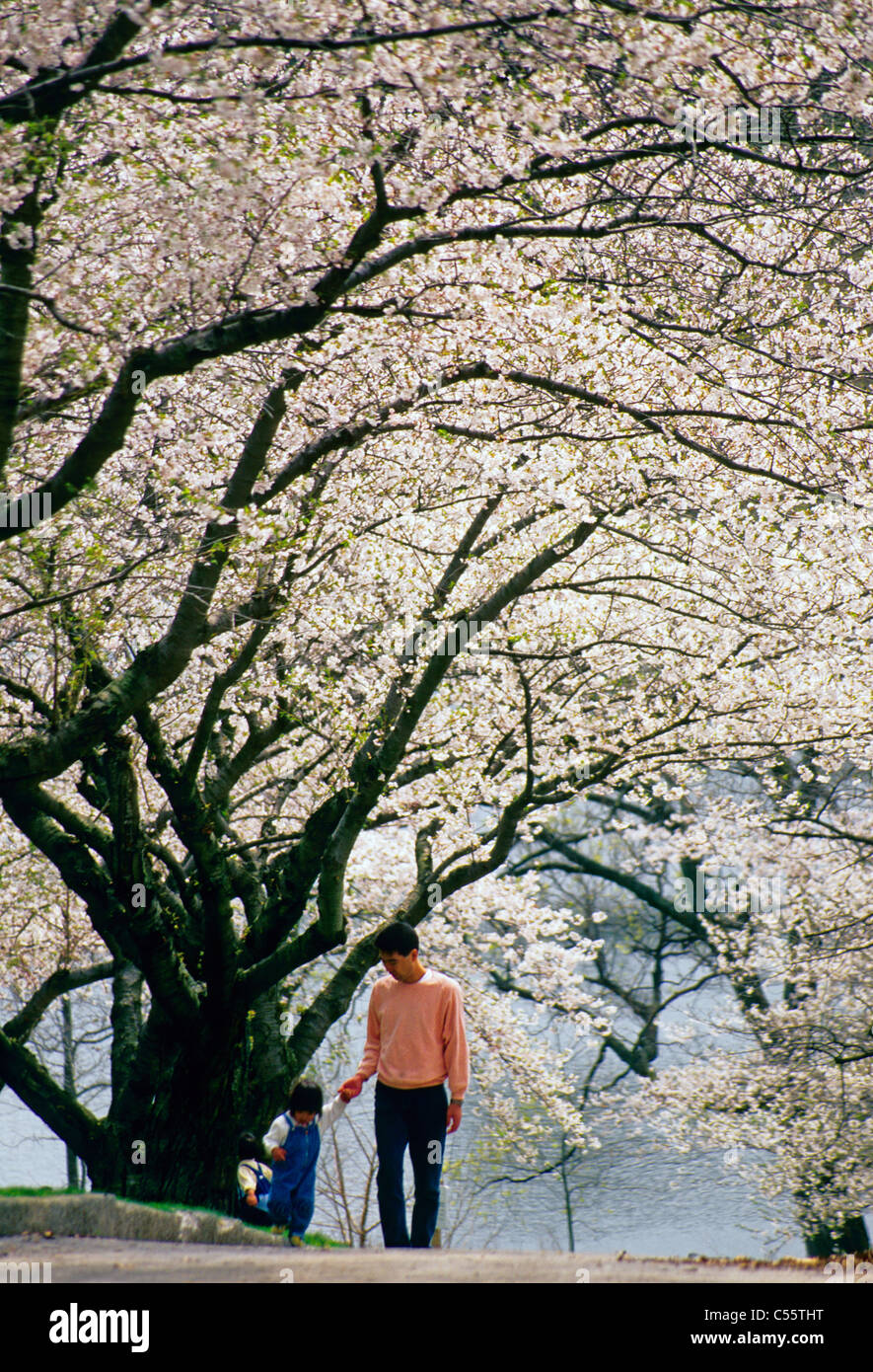 Cherry blossoms in spring in Toronto's High Park Stock Photo - Alamy