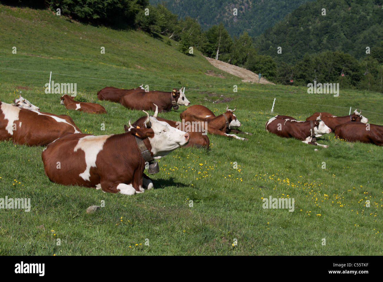 Piedmont cows hi-res stock photography and images - Alamy