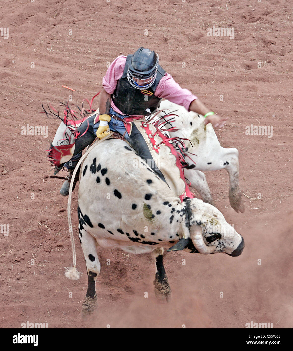 Competitor in the bull riding event at the Annual Indian Rodeo held in ...