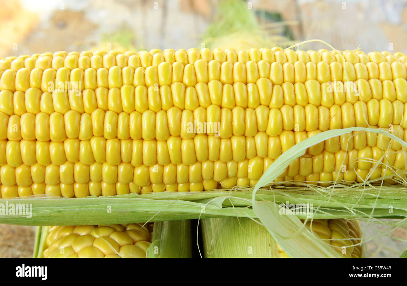 Closeup of yellow corn with additional ears of corn in the background ...