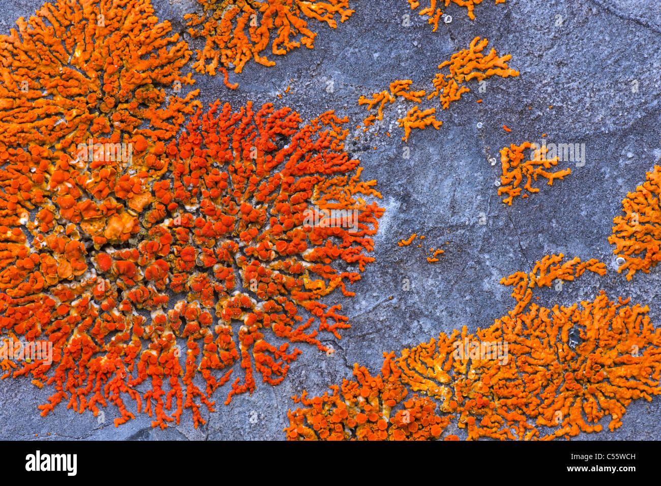Lichen on a rock, Banff National Park, Alberta, Canada Stock Photo - Alamy