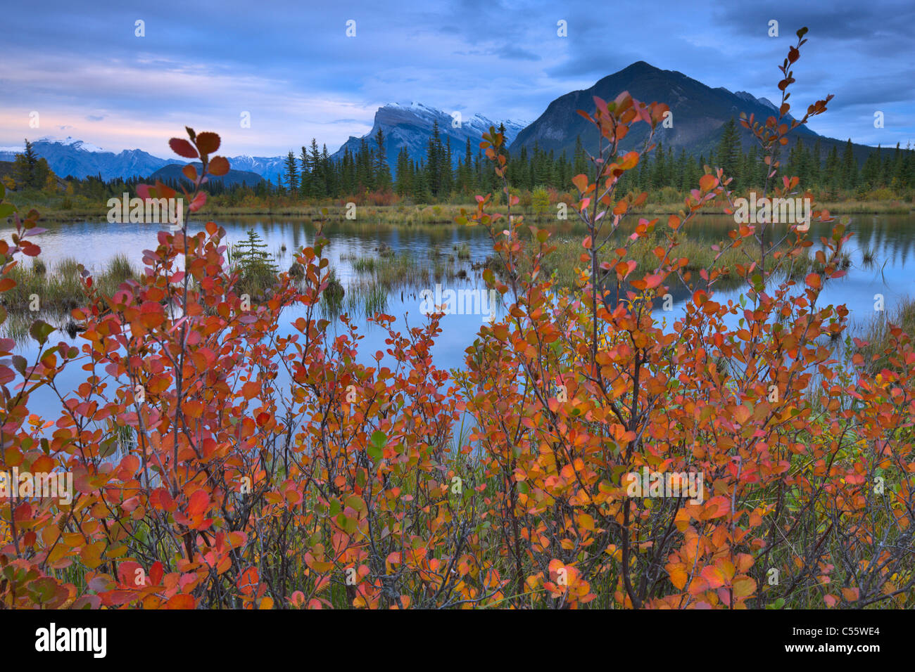 Trees with a mountain range in the background, Mt Rundle, Vermilion ...