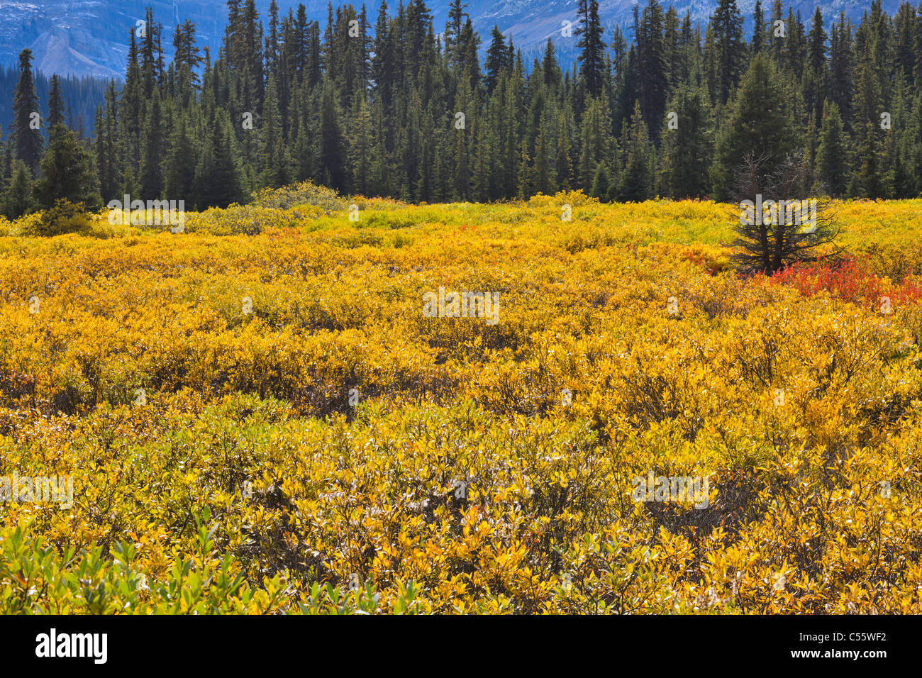 Coniferous trees in a forest, Icefields Parkway, Banff National Park ...