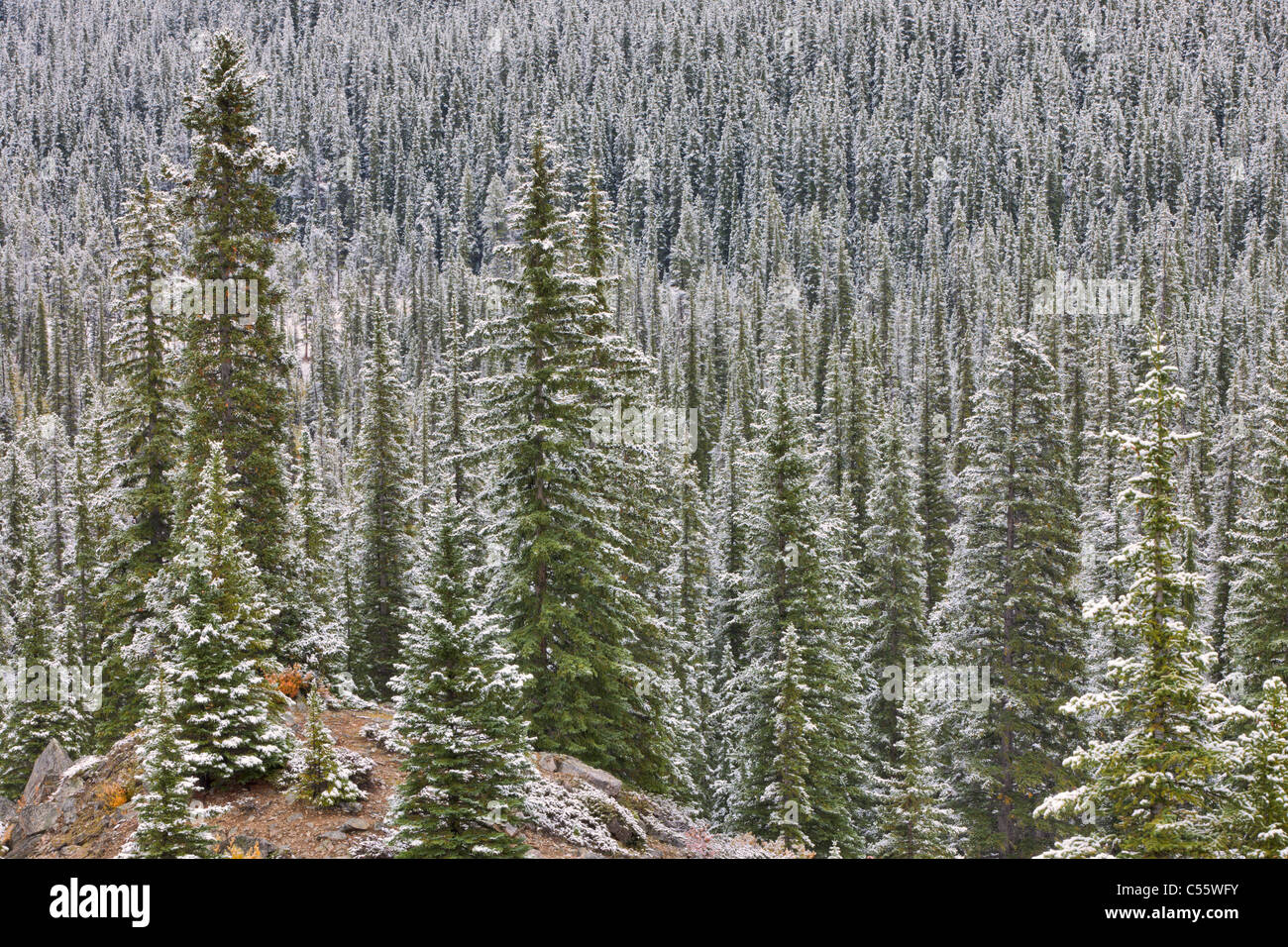 Snow covered coniferous trees in a forest, Banff National Park, Alberta ...