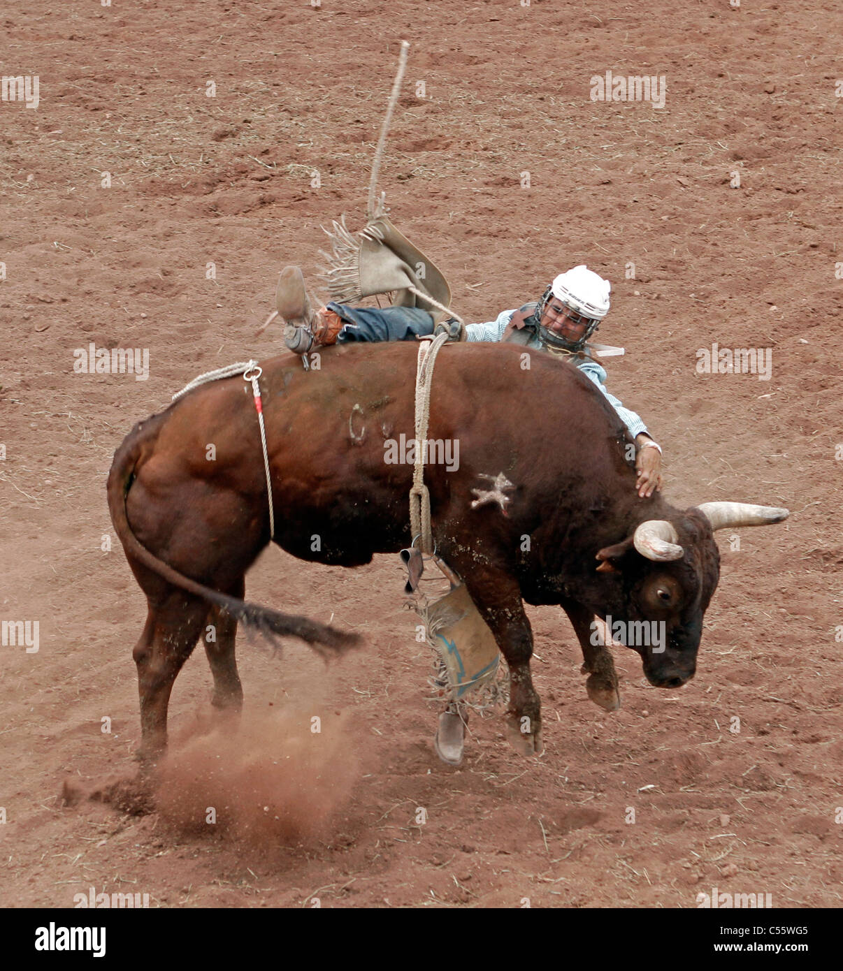 Competitor falling during the bull riding event at the Annual Indian ...