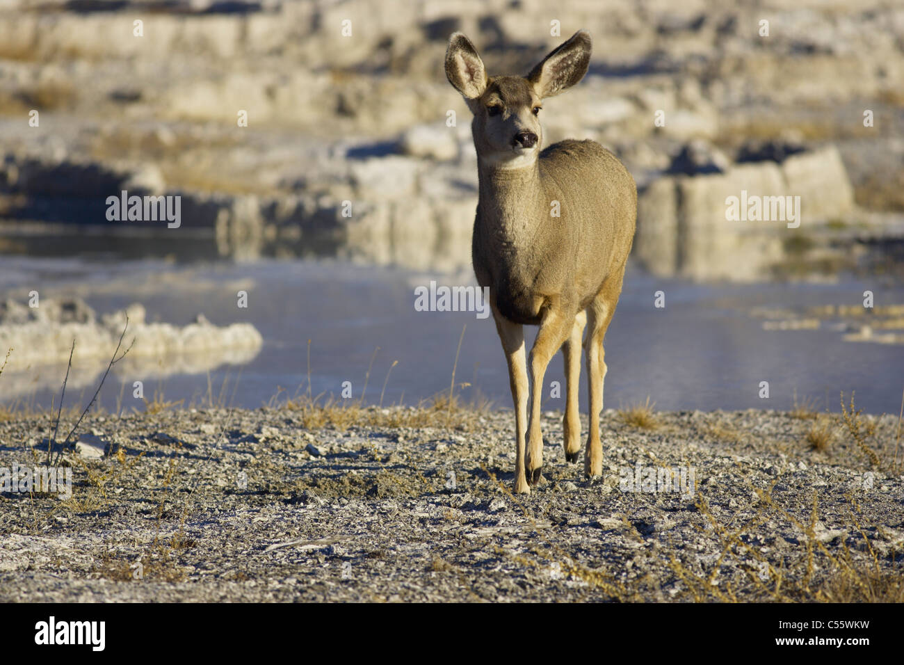 White tailed deer yellowstone hi-res stock photography and images - Alamy