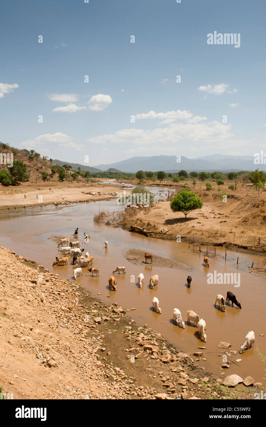 Cattle drinking at a river in the Lower Omo Valley, Ethiopia Stock ...