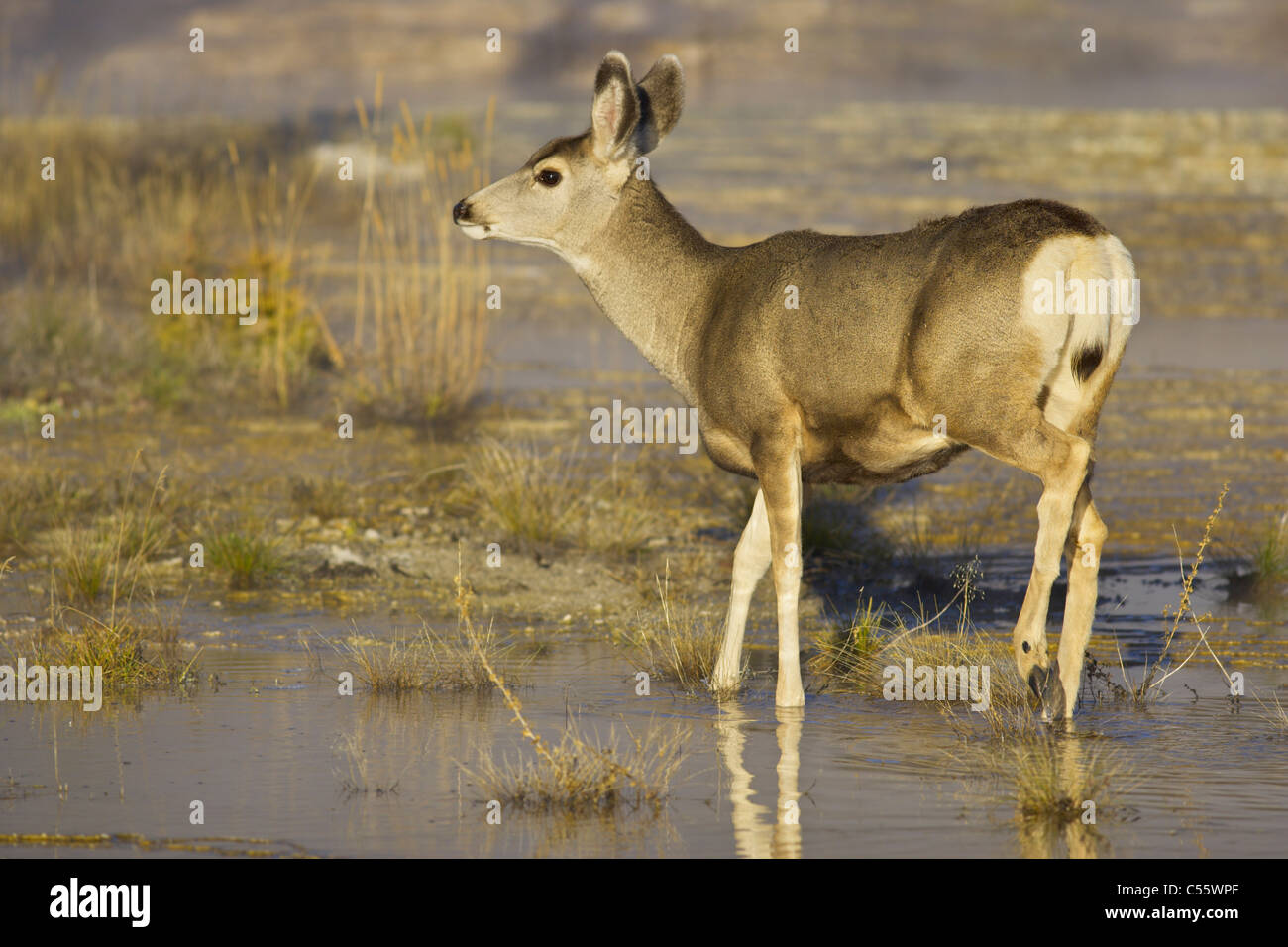 White tailed deer yellowstone hi-res stock photography and images - Alamy
