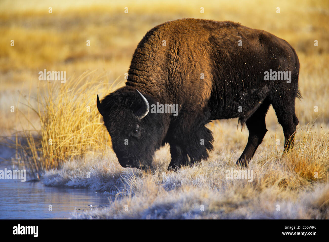 American bison (Bison bison) crossing a river, Firehole River, Lower ...