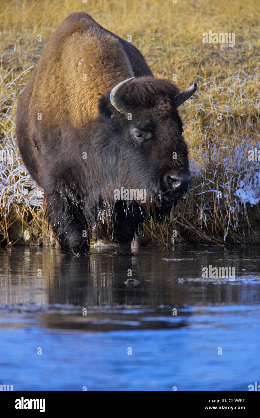 American bison (Bison bison) crossing a river, Firehole River, Lower ...