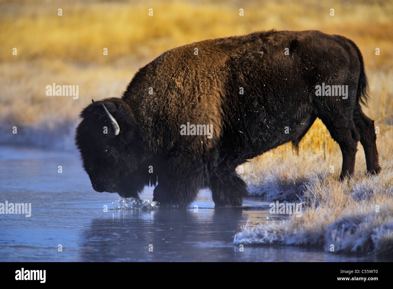 American bison (Bison bison) crossing a river, Firehole River, Lower ...