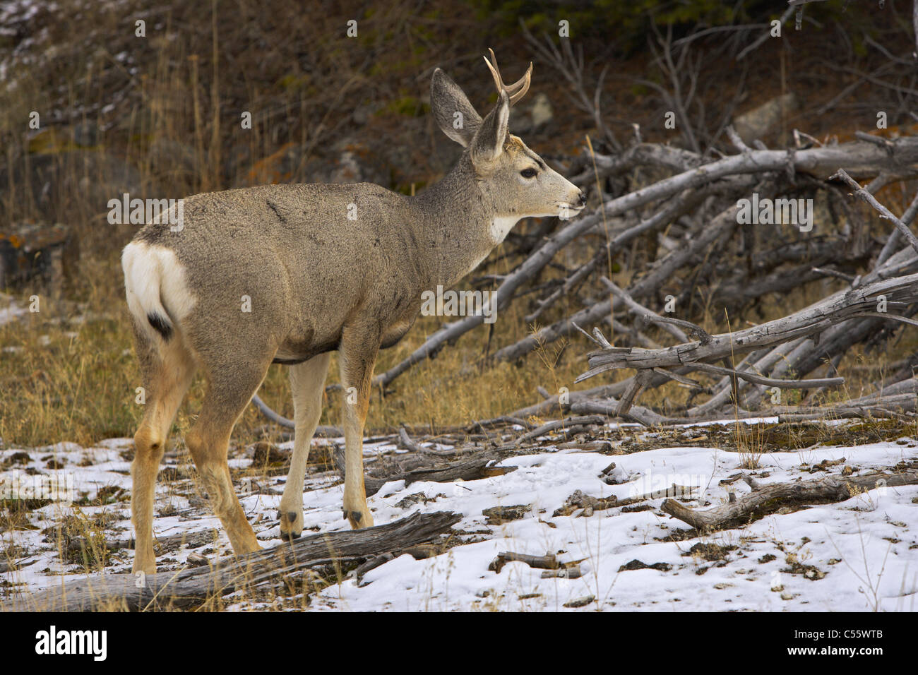 Deer standing in a forest, Mammoth Hot Springs, Yellowstone National ...