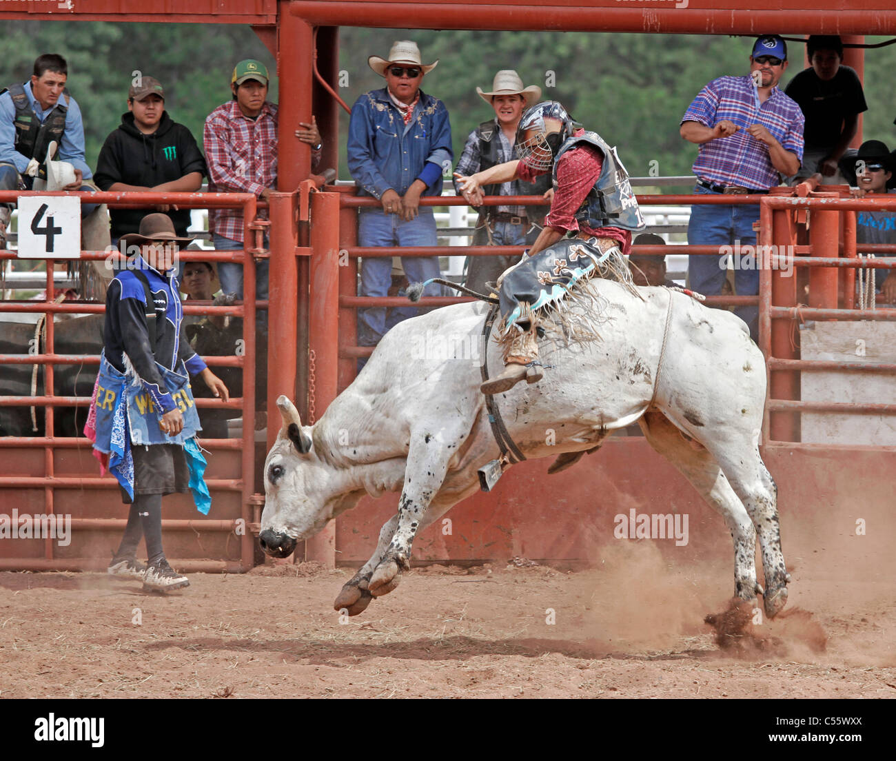 Competitor in the bull riding event at the Annual Indian Rodeo held in ...