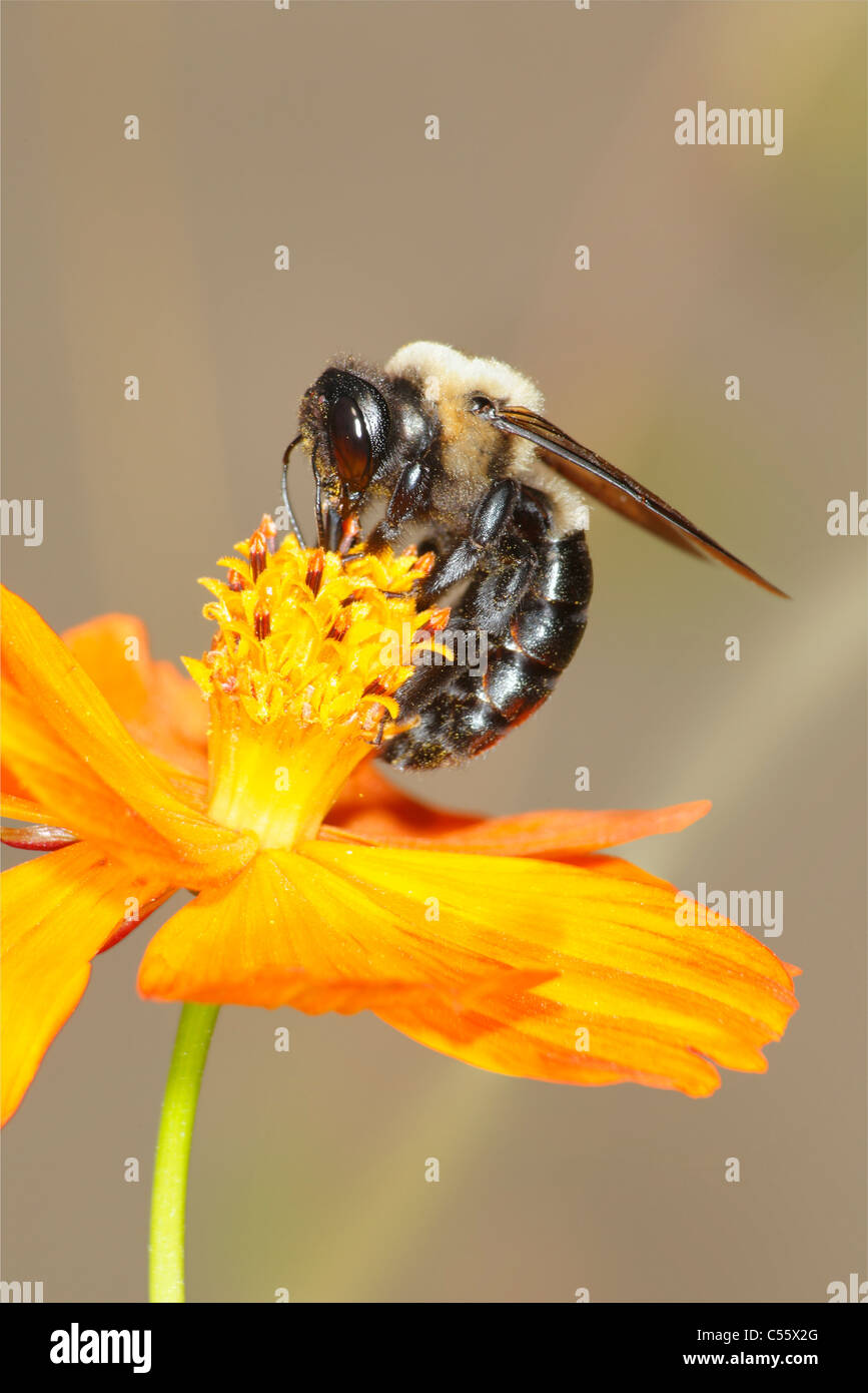 A Carpenter Bee Nectaring On An Orange Flower, Xylocopa micans Stock ...