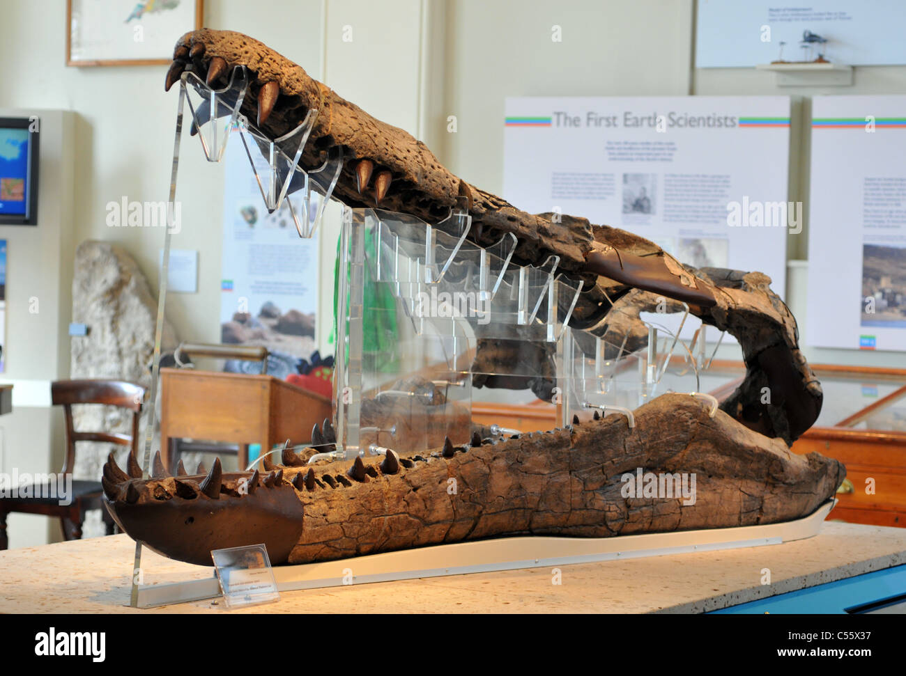 Pliosaur Skeleton