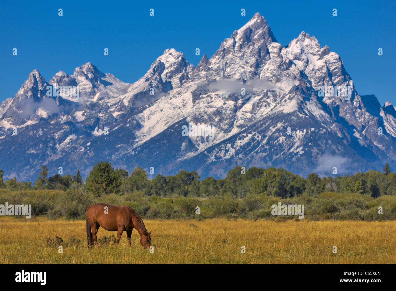 USA, Wyoming, Grand Teton National Park, Horse grazing on field, snow ...