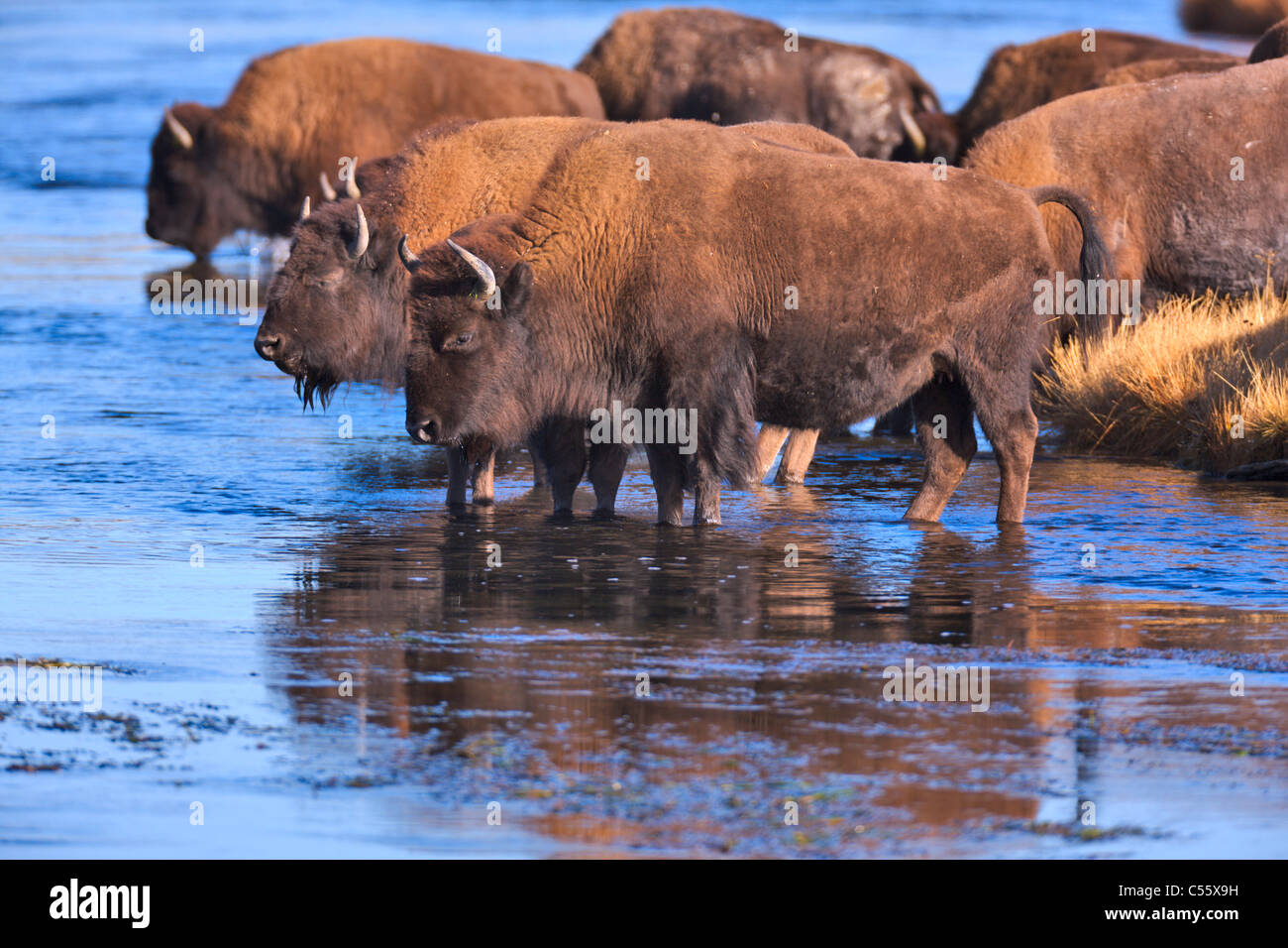 North american bison in water hi-res stock photography and images - Alamy